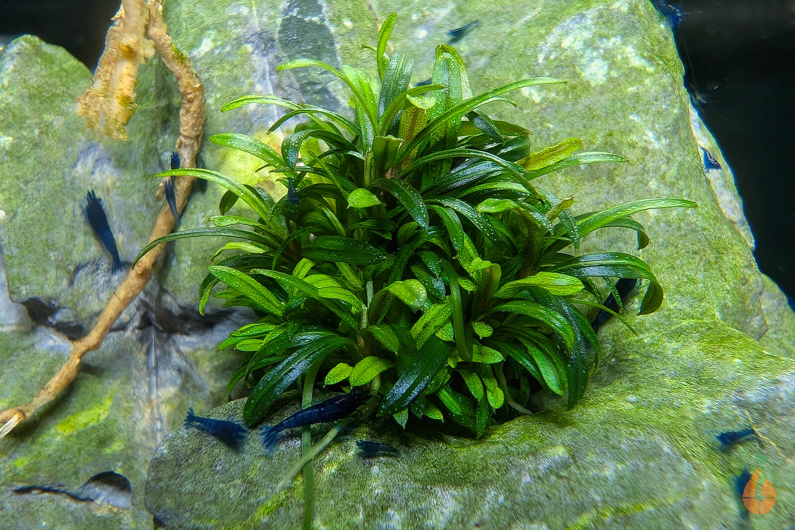 Bucephalandra Filiformis "Rosmarin" | In Vitro Aquariumpflanze Rarität ...