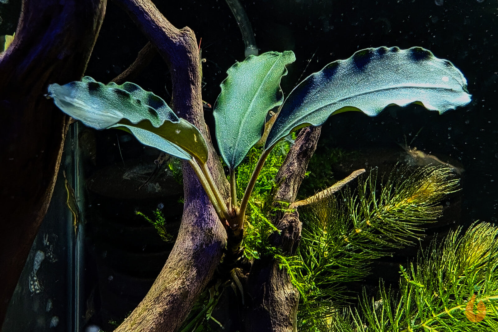 Bucephalandra "Super Blue" | Buce Nachzucht - Rarität – Aqua-Birne