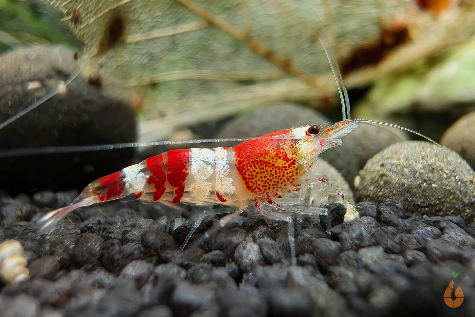 Crystal Red Garnele / Bienengarnele | Caridina logemanni "Crystal red ...
