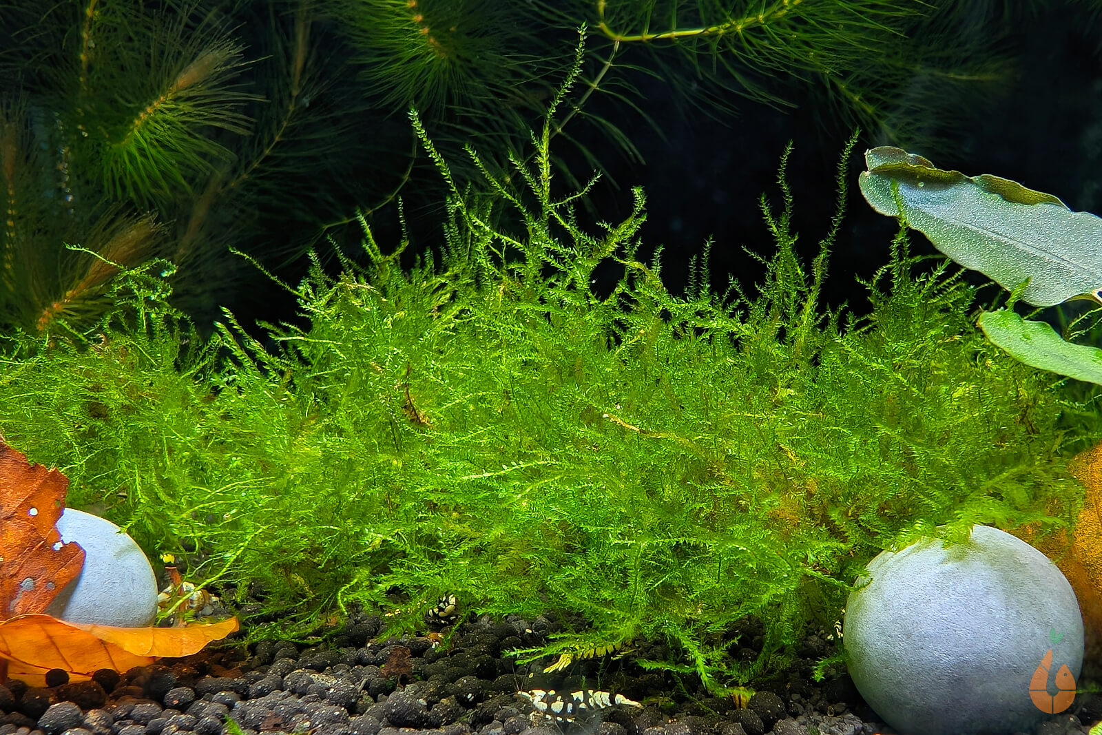 Krabi Moos | Vesicularia montagnei Krabi | In Vitro Aquariummoos – Aqua ...