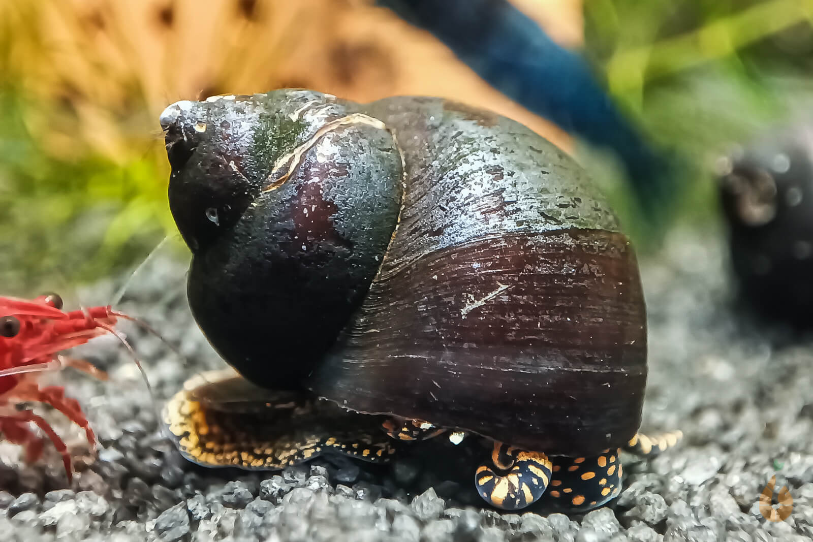 Orange Spotted Leopard Schnecke / Orange Spot Snail | Notopala sp ...