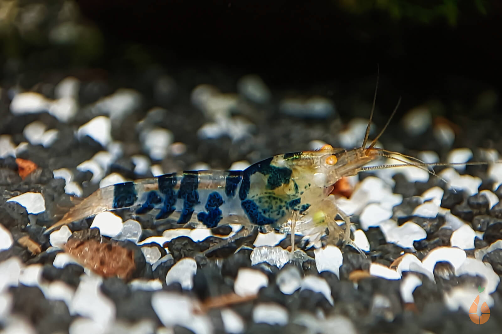 Tigergarnele OE / Orange Eye | Tiger Garnele | Caridina mariae – Aqua-Birne