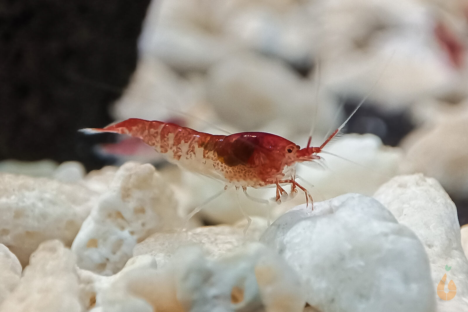 Rote Hawaii Garnele Brackwassergarnele | Halocaridina rubra - Rarität ...